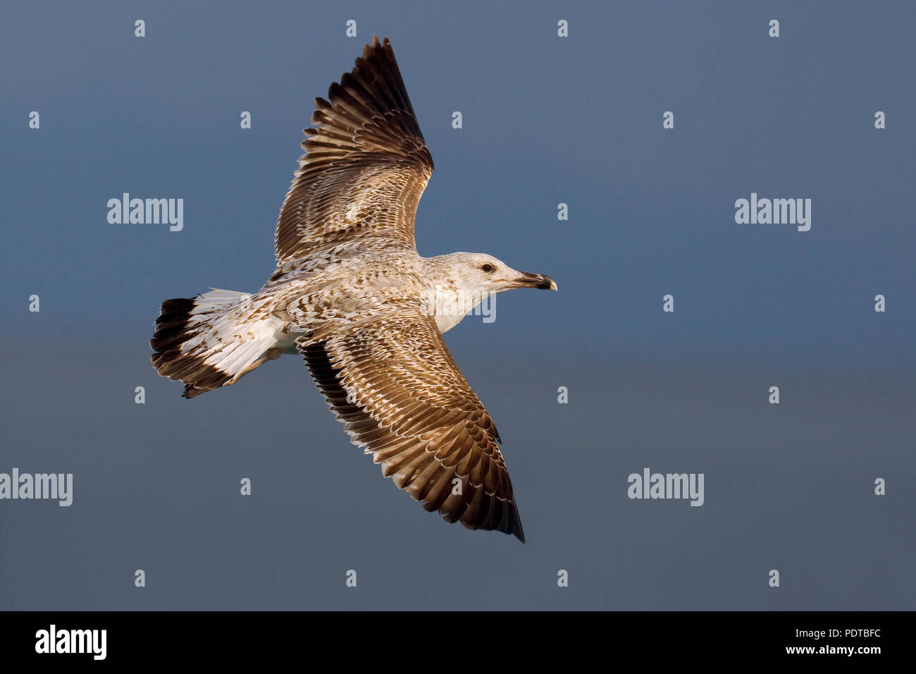 Juvenile Yellow-legged Gull flying Stock Photo - Alamy
