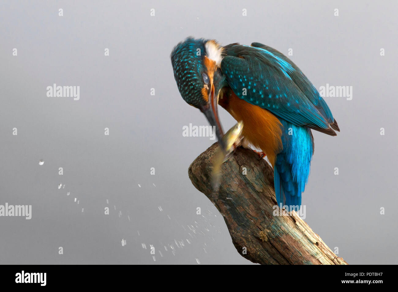 Small fish eating bird hi-res stock photography and images - Alamy