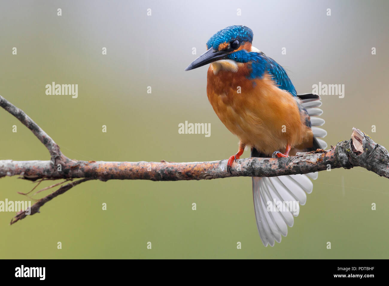 Kingfisher stretching a wing Stock Photo - Alamy