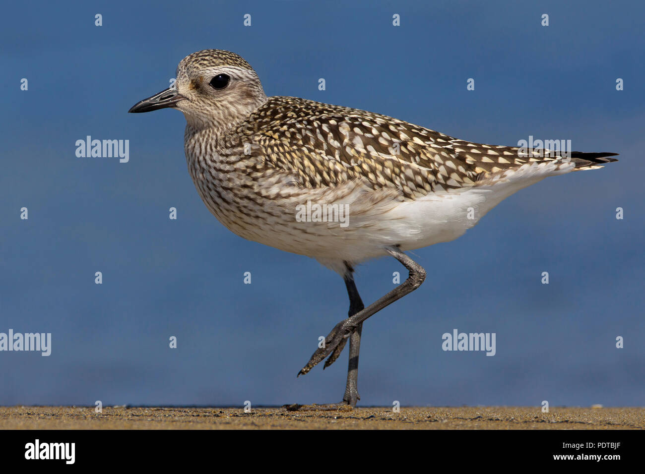 Grey plover hi-res stock photography and images - Alamy