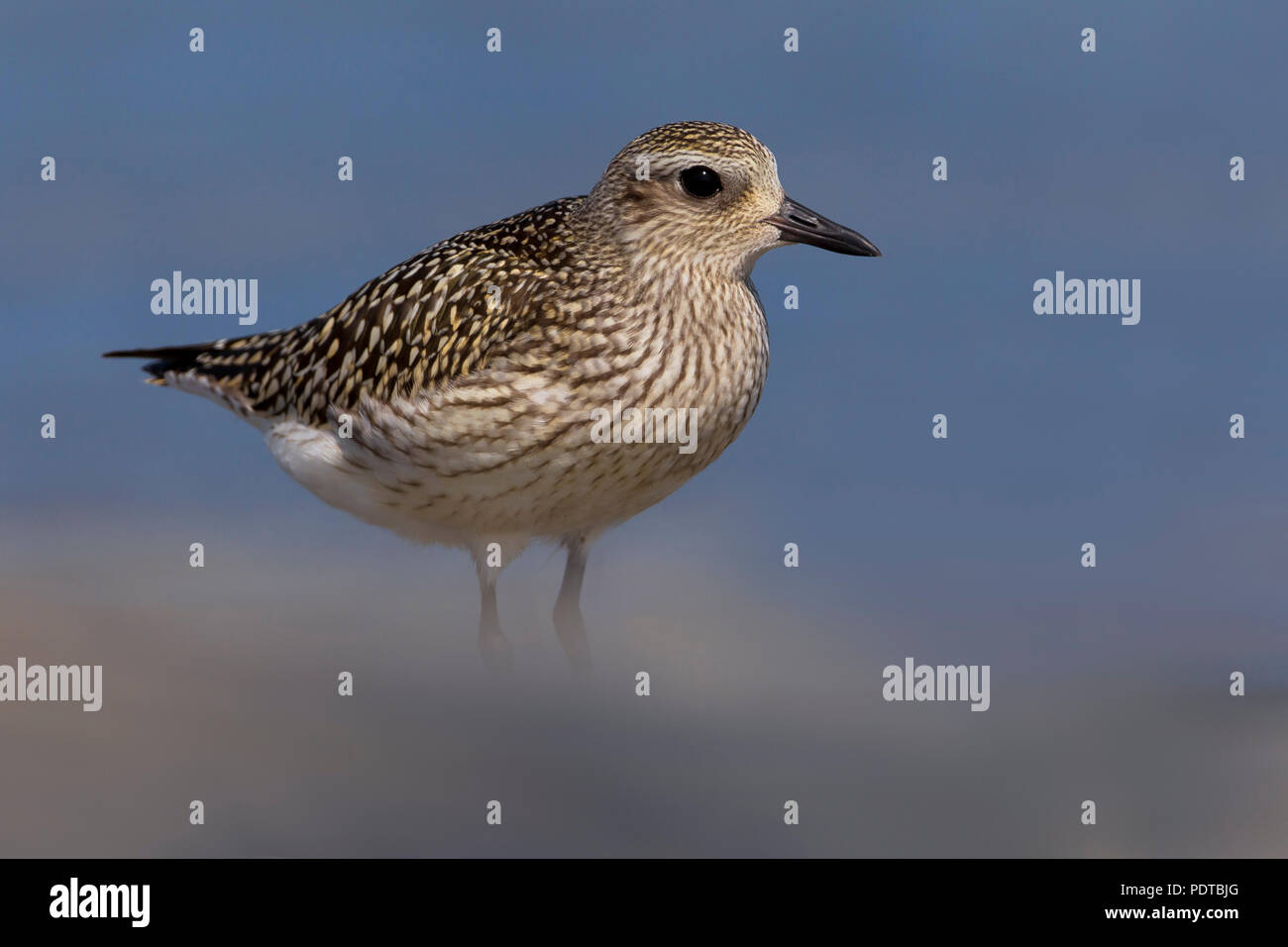Grey plover hi-res stock photography and images - Alamy