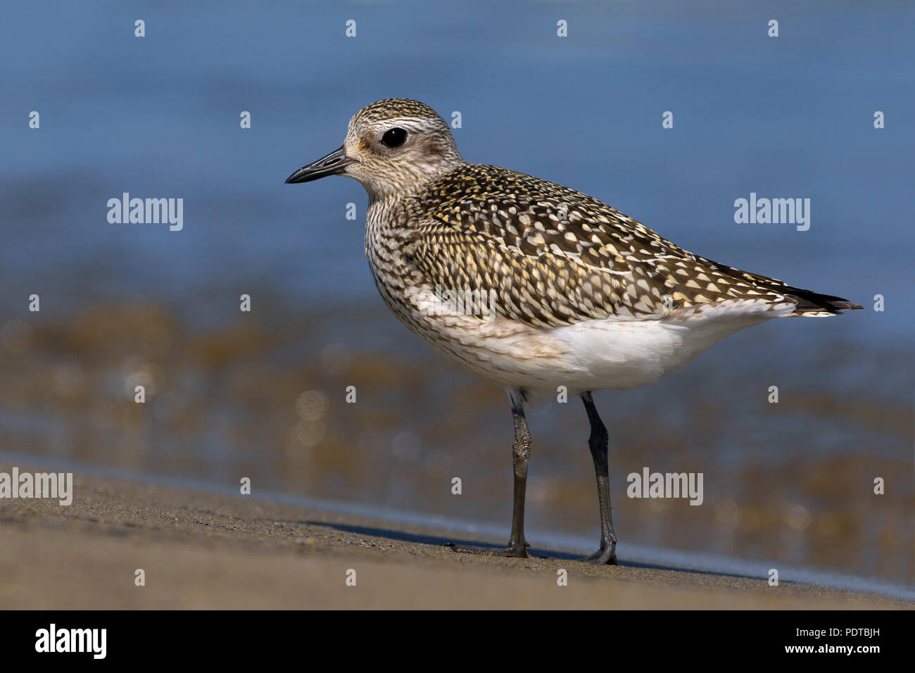 Grey Plover on the beach Stock Photo - Alamy