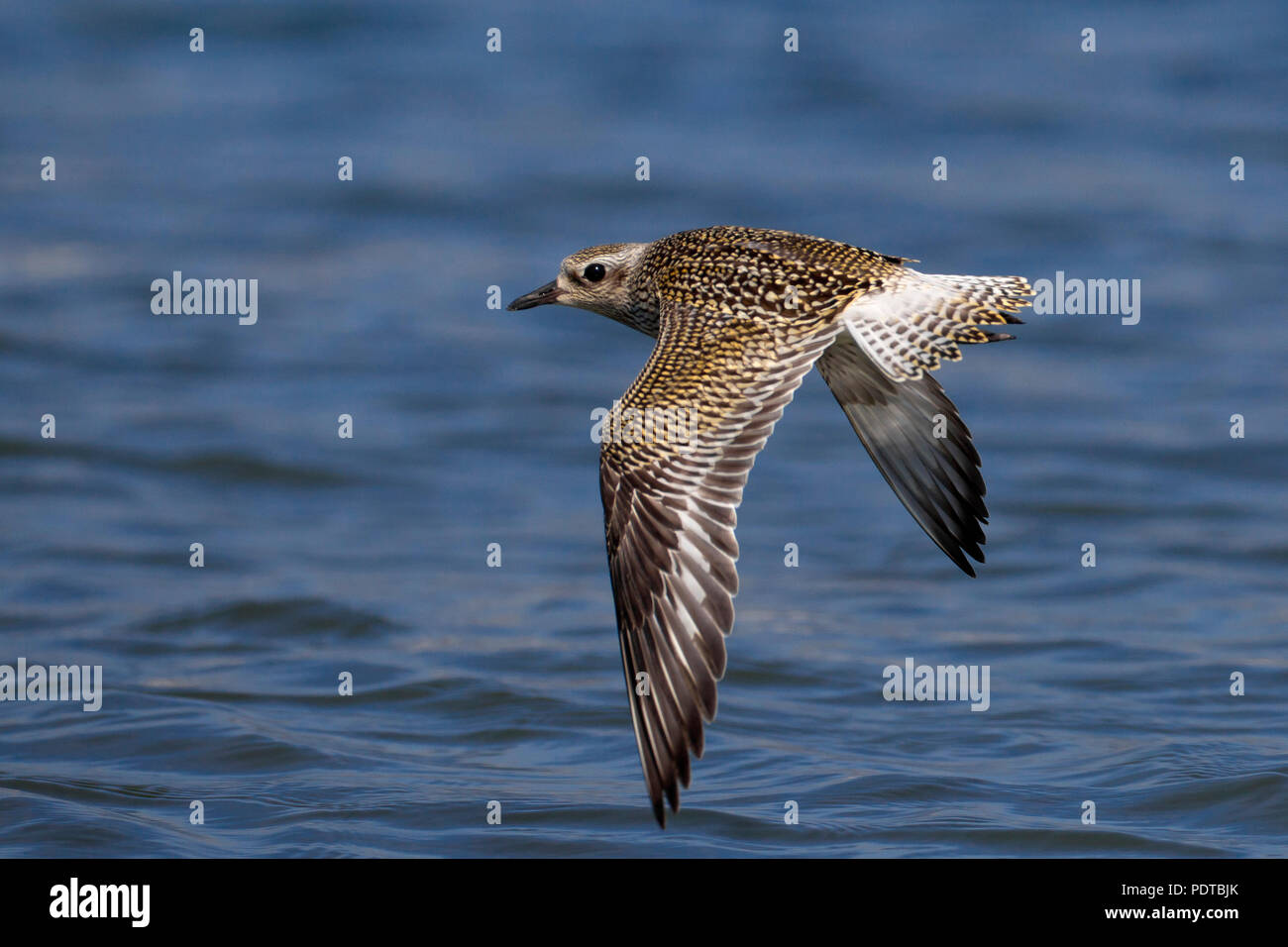 Grey Plover flying across water Stock Photo - Alamy