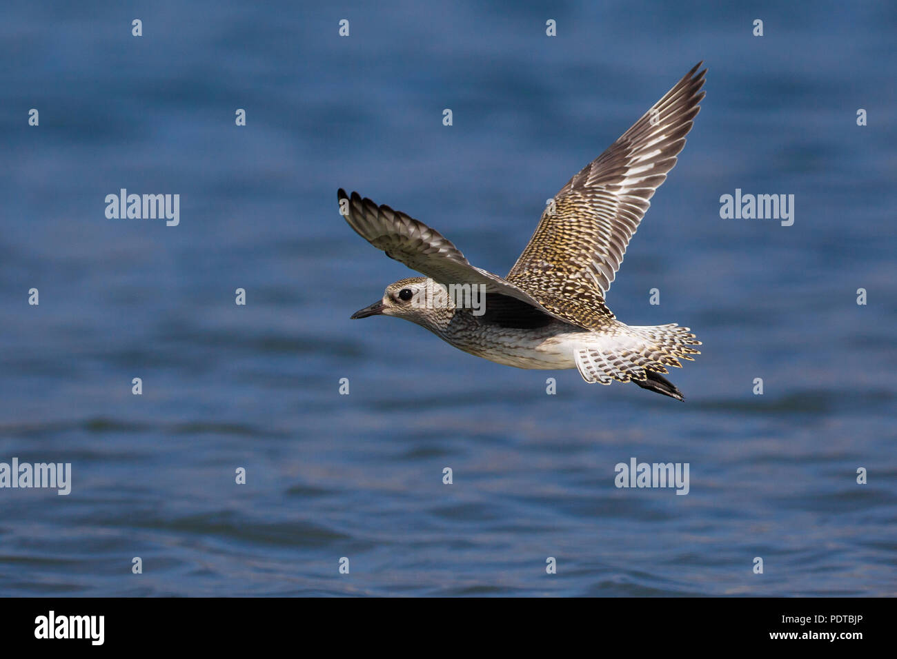 The grey plover hi-res stock photography and images - Alamy