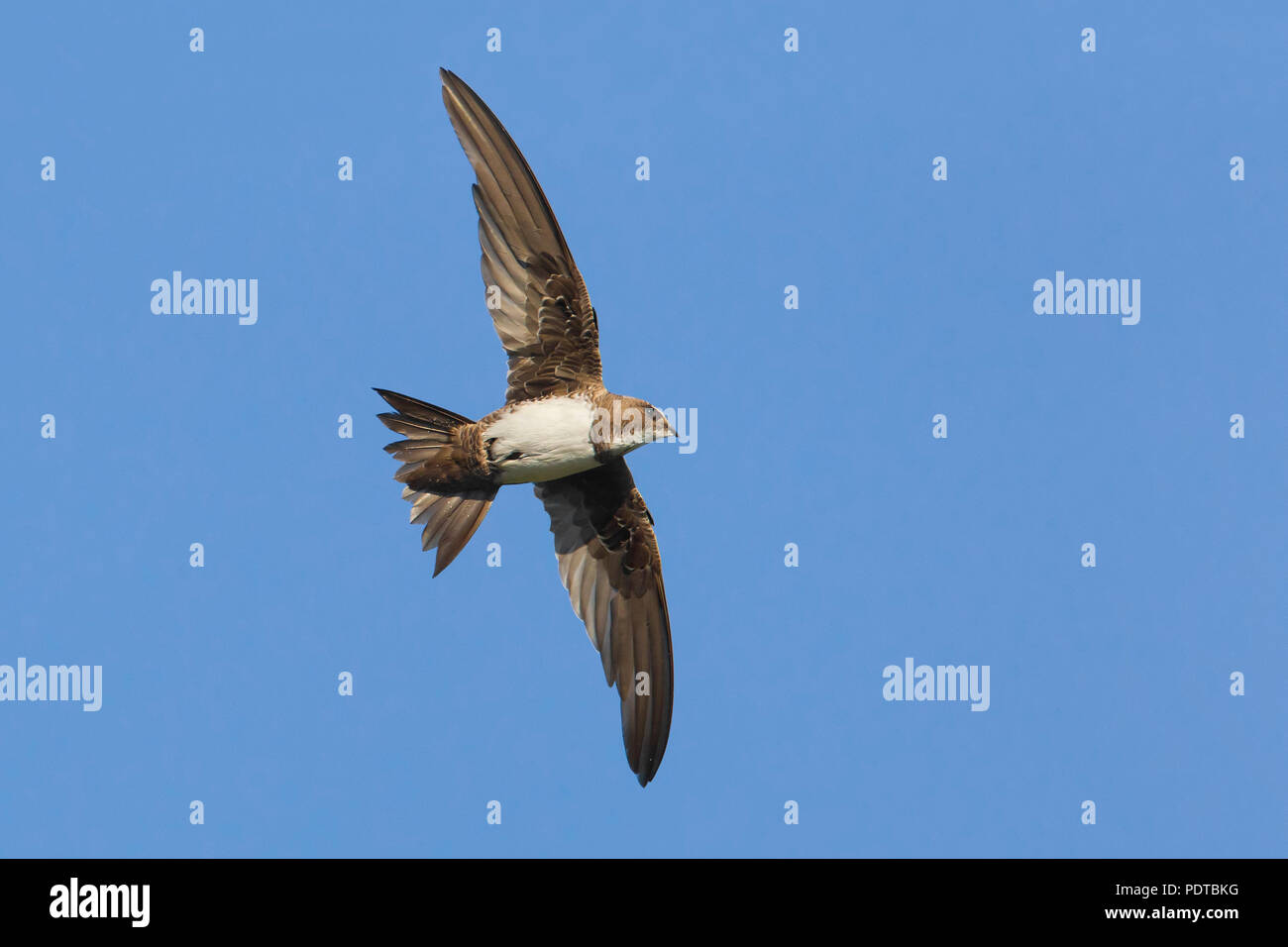Alpine Swift flying across a blue sky Stock Photo - Alamy