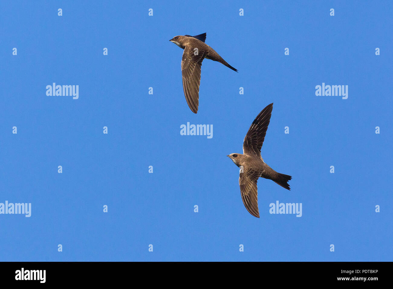 Two Alpine Swifts flying across a blue sky Stock Photo - Alamy
