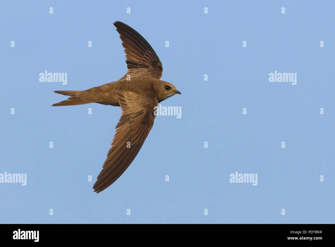 Swift hi-res stock photography and images - Alamy