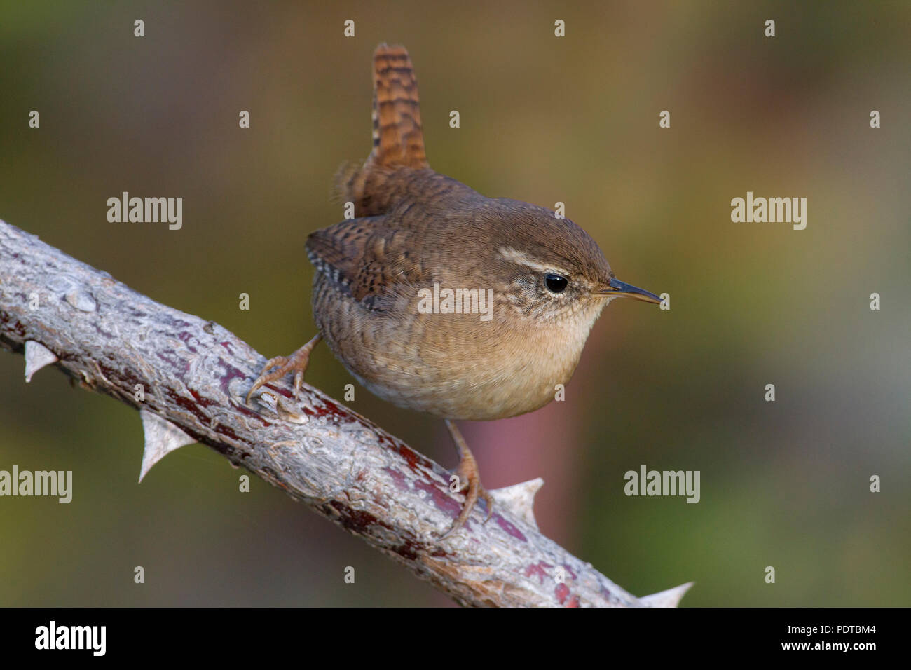 Wren on thorny branch Stock Photo - Alamy