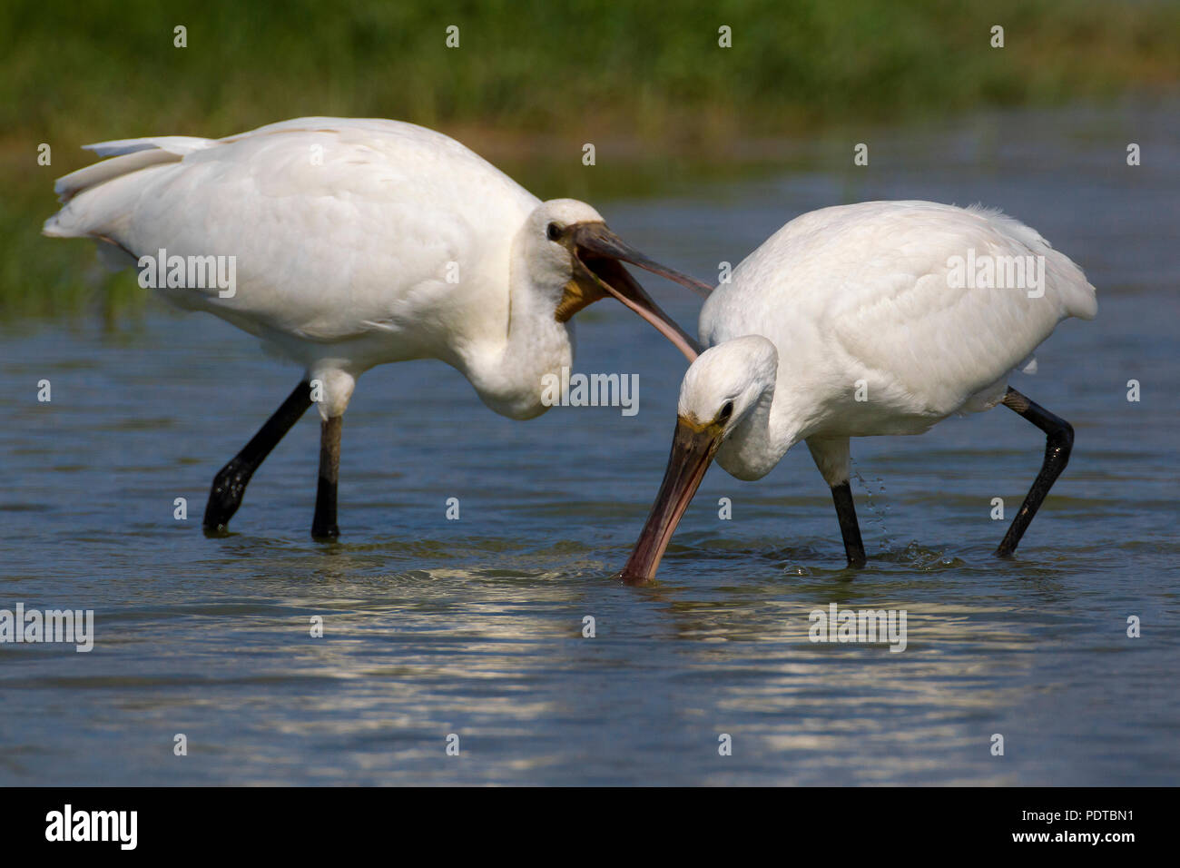 Spoonbills fishing hi-res stock photography and images - Alamy
