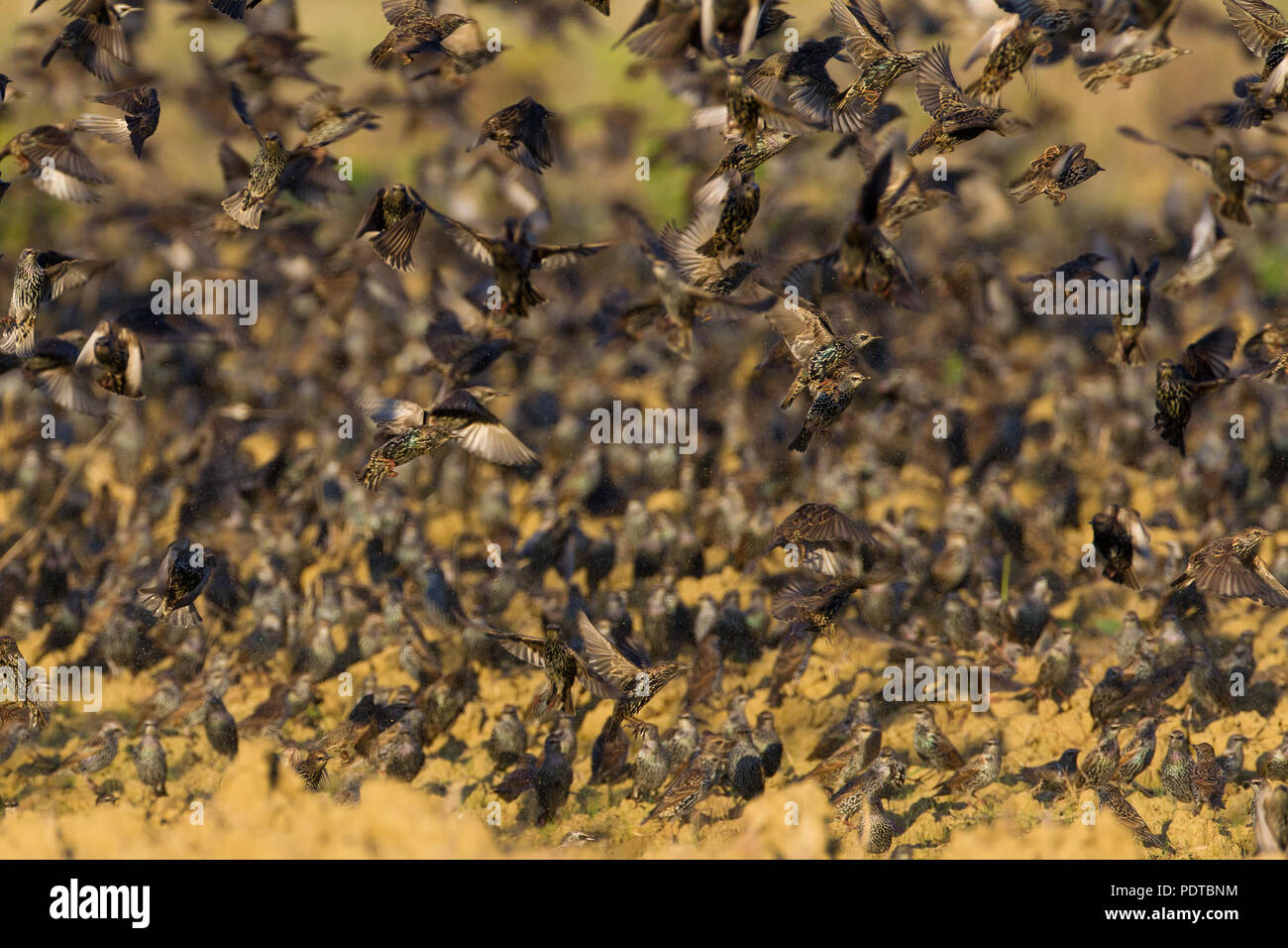 Large flock of Common Starlings Stock Photo - Alamy
