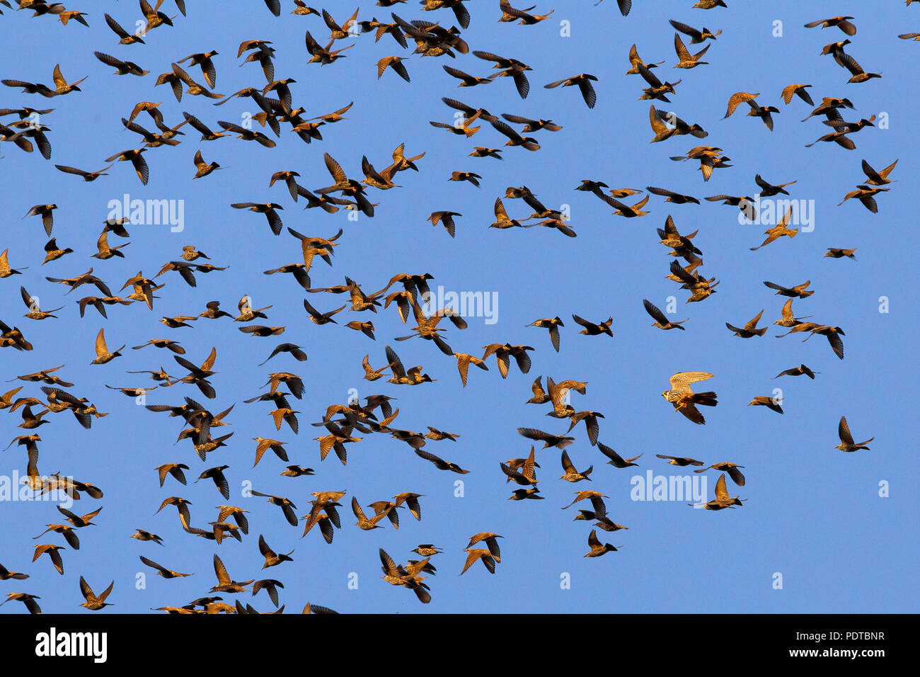 Flock of Common Starlings under attack of a Hobby Stock Photo - Alamy