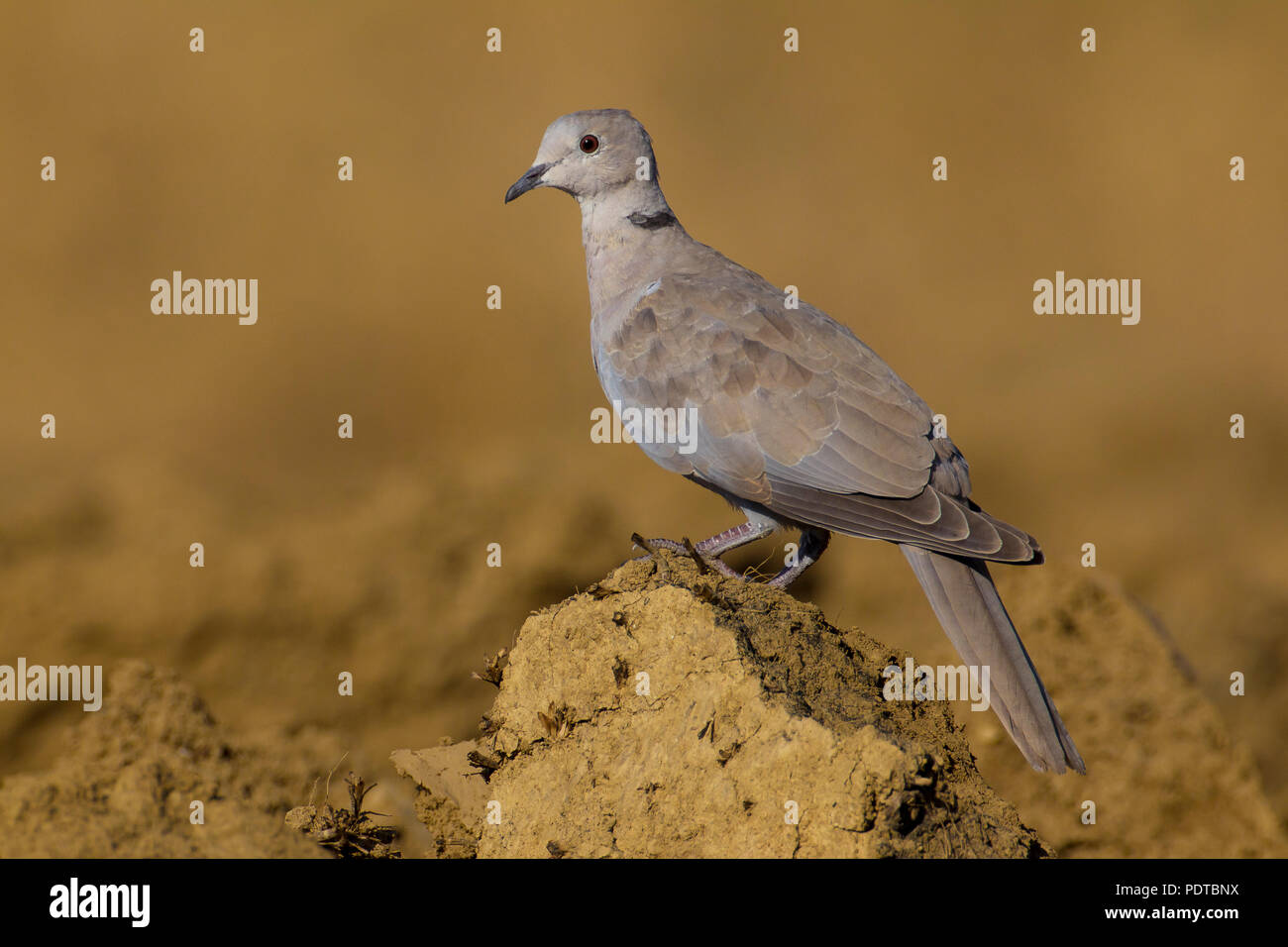 Collared Dove on a rock Stock Photo - Alamy