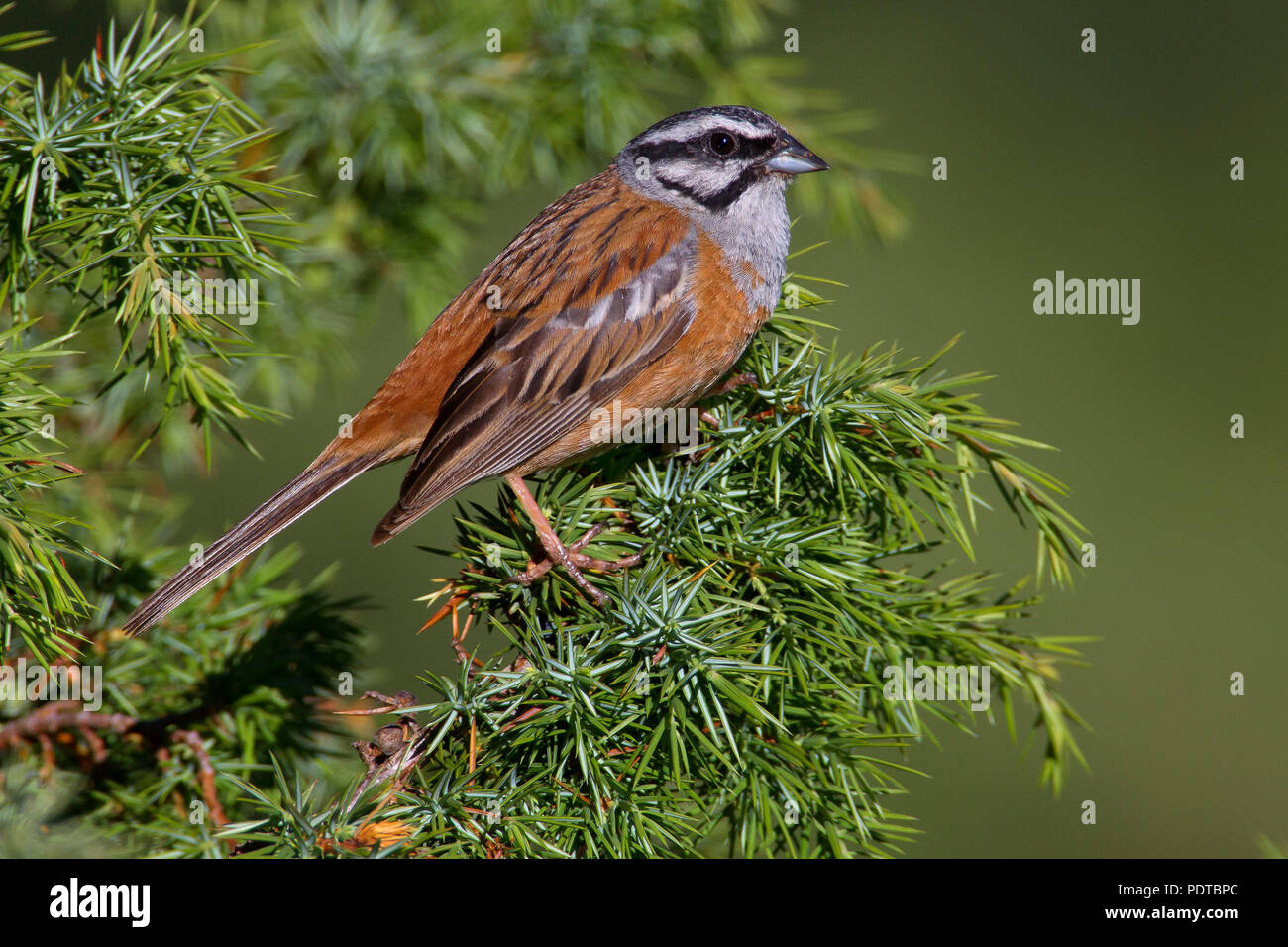 Rock Bunting on juniper tree Stock Photo - Alamy