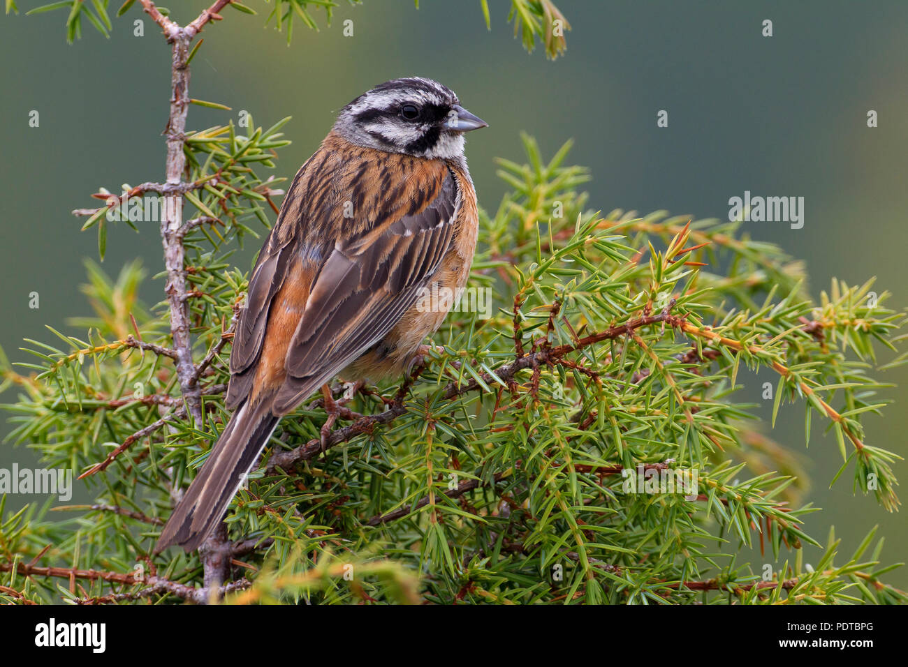 The tree bunting hi-res stock photography and images - Alamy