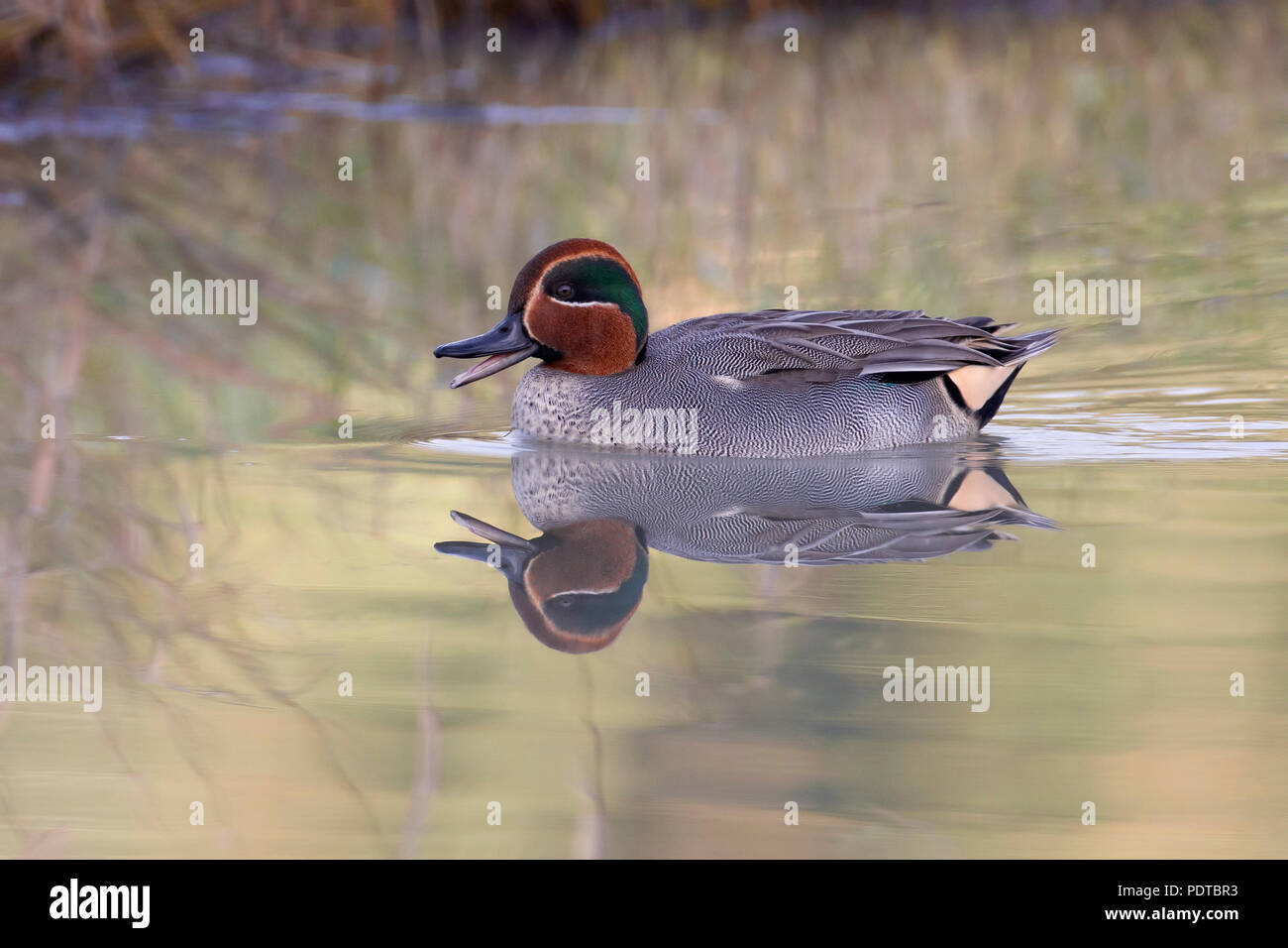 Male Teal calling and swimming Stock Photo - Alamy