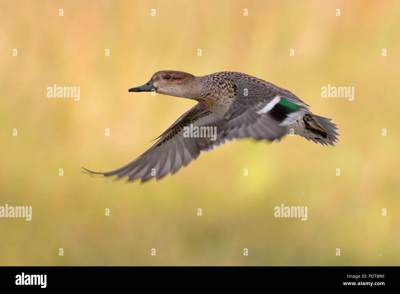 Common teal flying hi-res stock photography and images - Alamy
