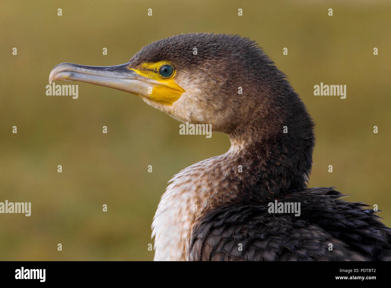 Portrait of Great Cormorant Stock Photo - Alamy