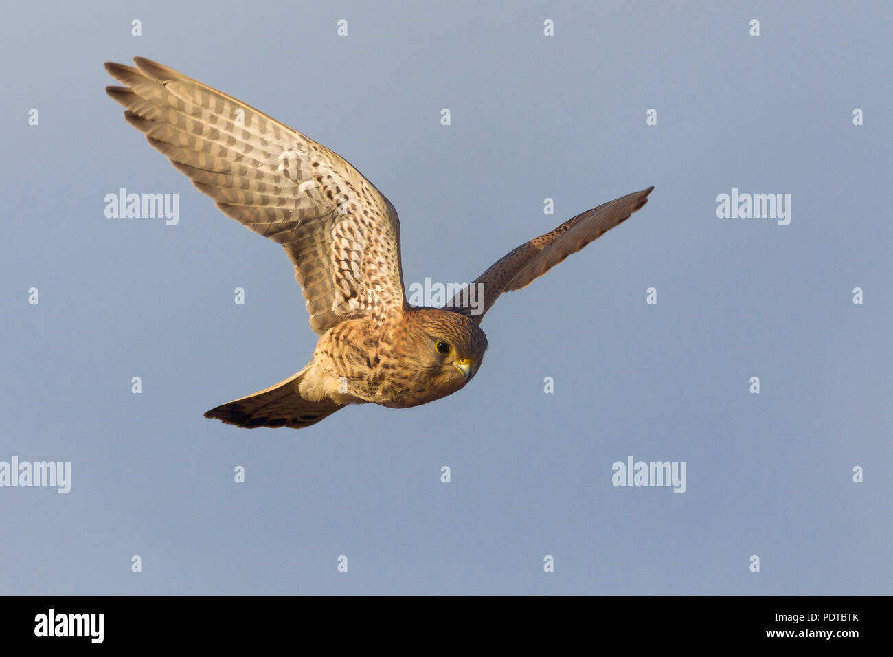 Kestrel flying hi-res stock photography and images - Alamy