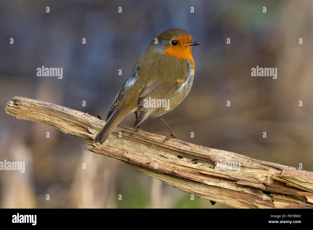 Robin fauna hi-res stock photography and images - Alamy