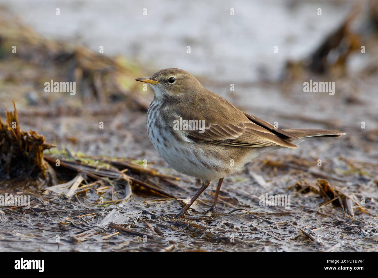 Water Pipit on wet ground Stock Photo - Alamy