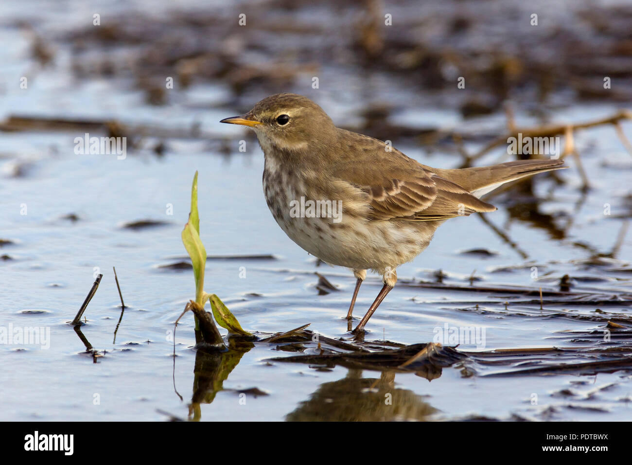 Water Pipit standing in shallow water Stock Photo - Alamy