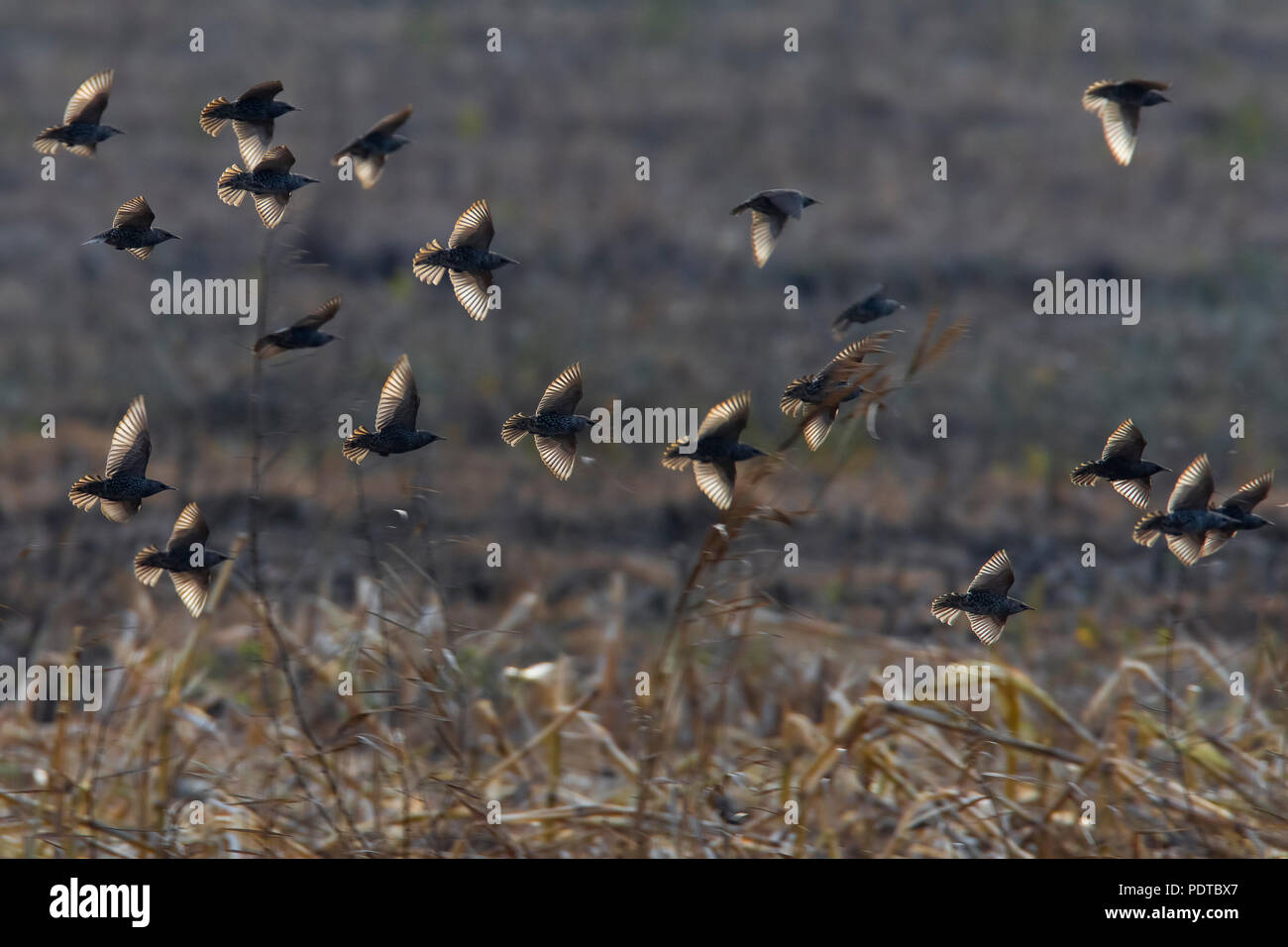 Common Starlings flying backlit Stock Photo - Alamy