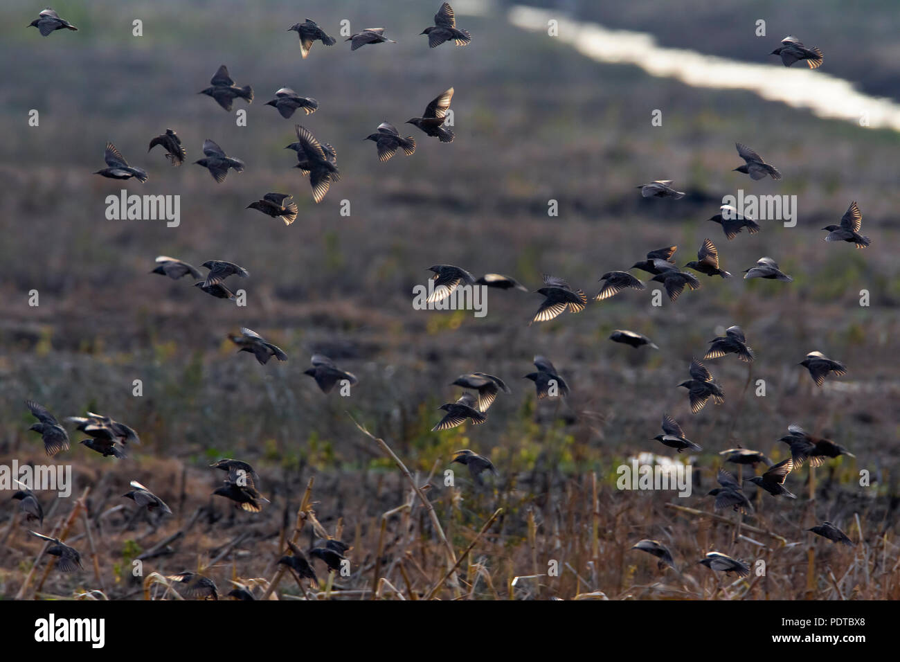 Common Starlings flying backlit Stock Photo - Alamy