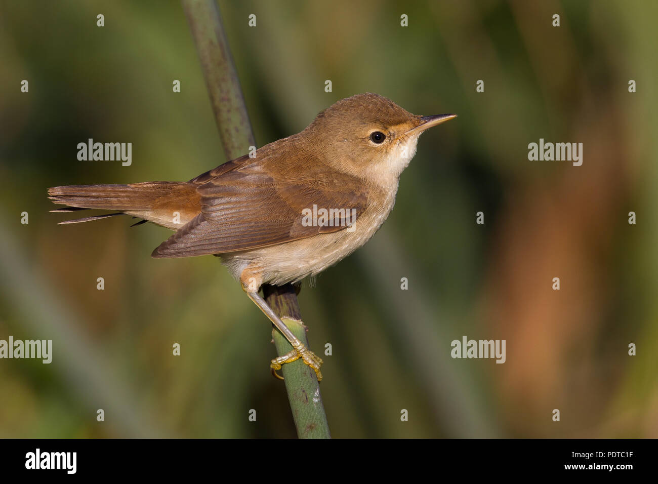 Reed dweller hi-res stock photography and images - Alamy