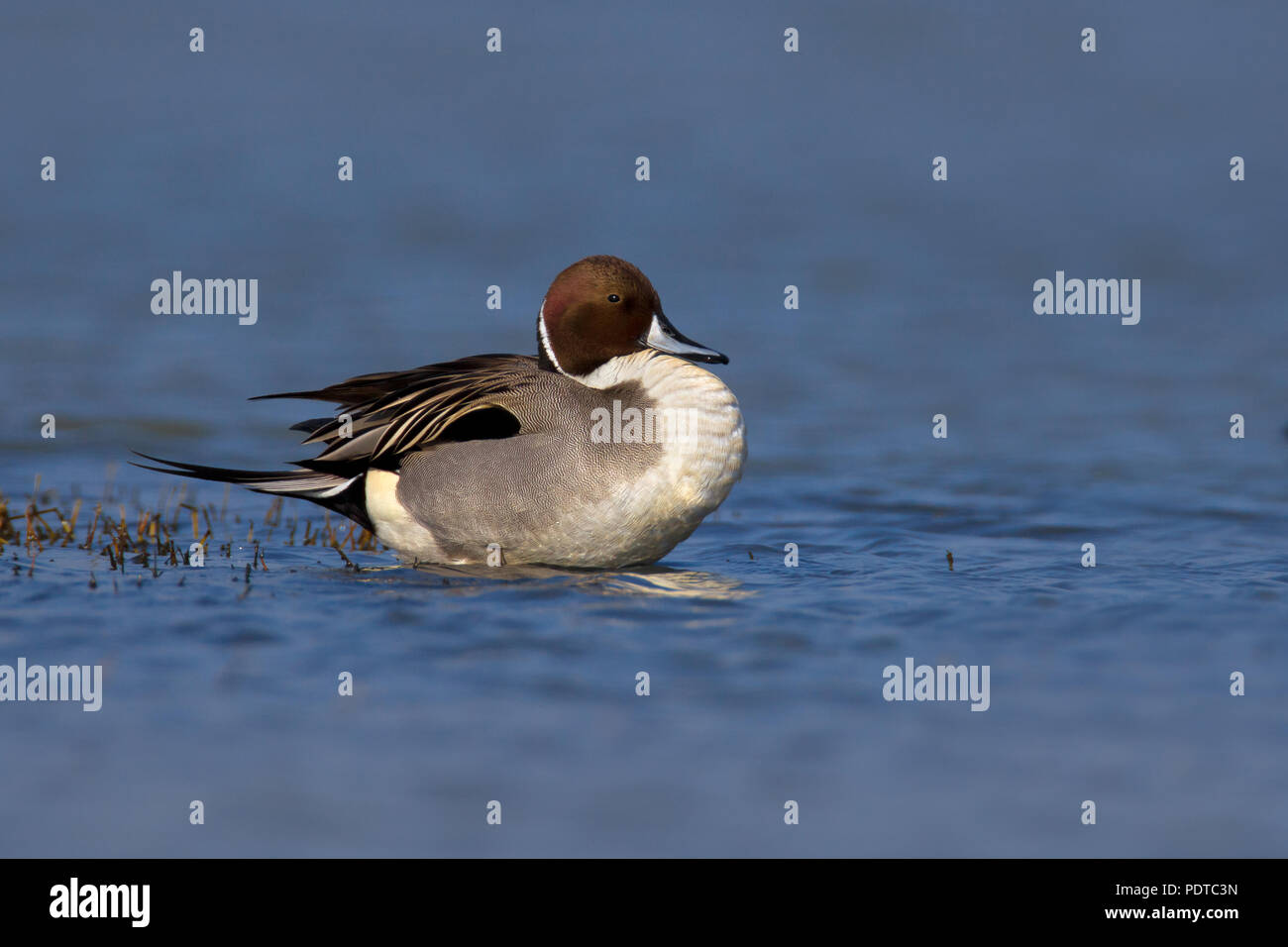 Male Northern Pintail swimming Stock Photo - Alamy