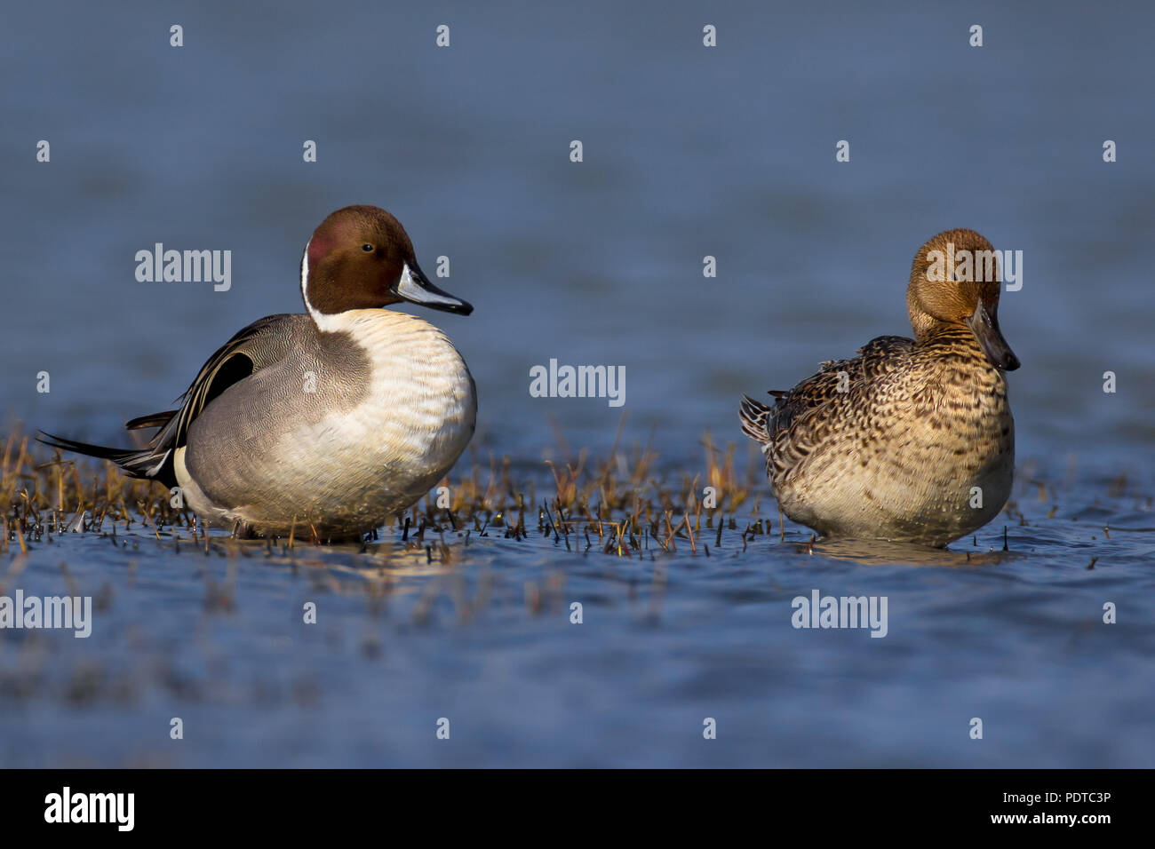 Northern pintail hi-res stock photography and images - Alamy