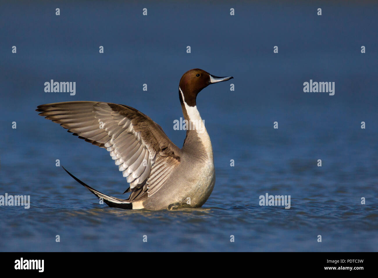 Male Northern Pintail wingflapping Stock Photo - Alamy