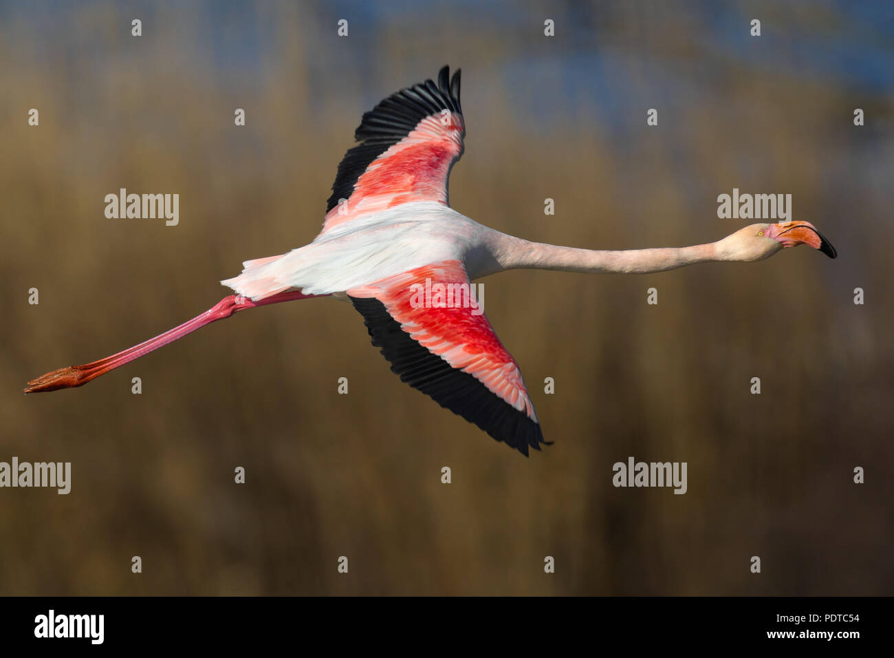 Greater Flamingo flying Stock Photo - Alamy