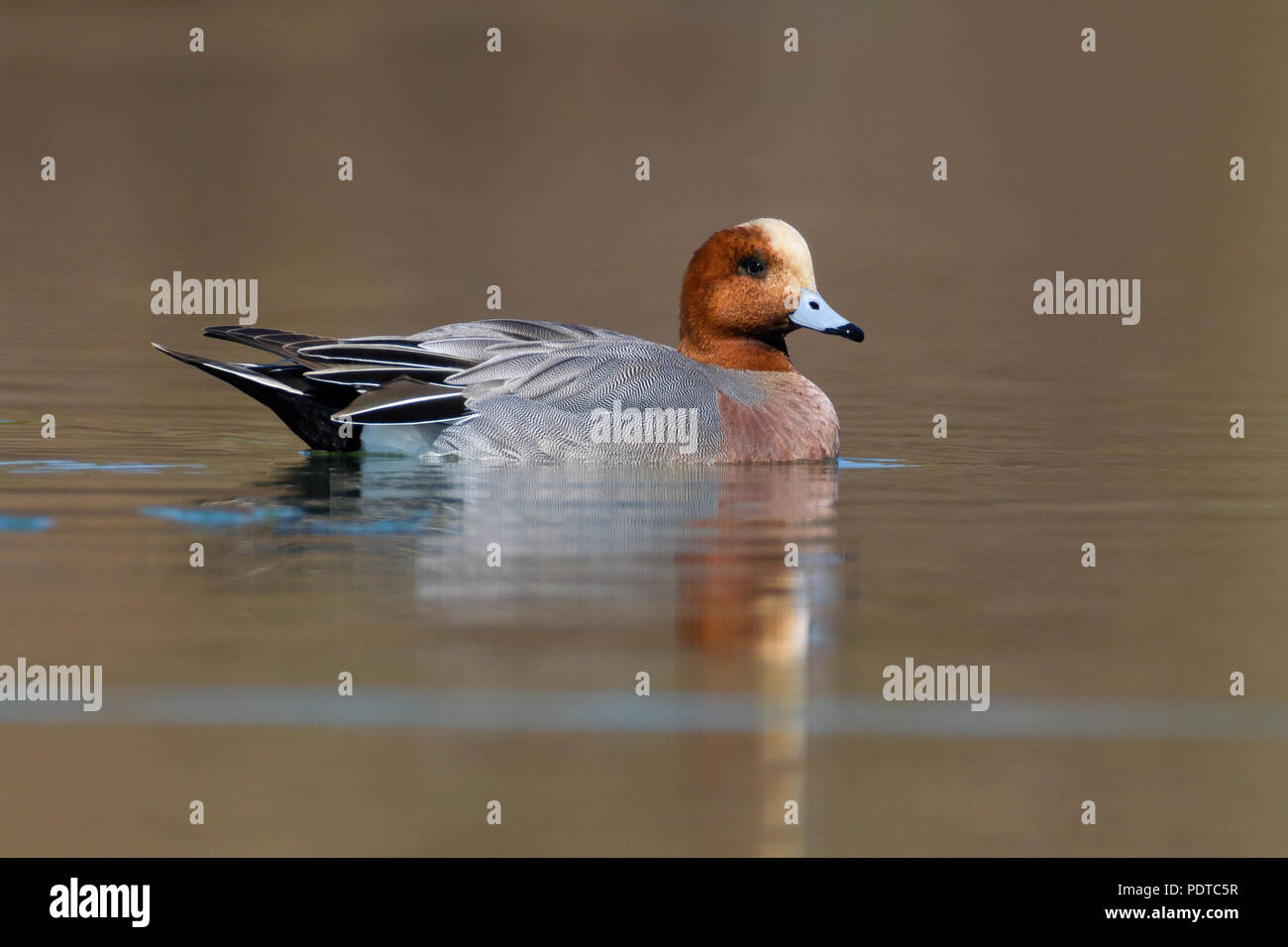 Eurasian wigeon hi-res stock photography and images - Alamy