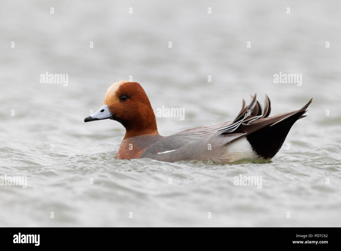 Eurasian wigeon hi-res stock photography and images - Alamy