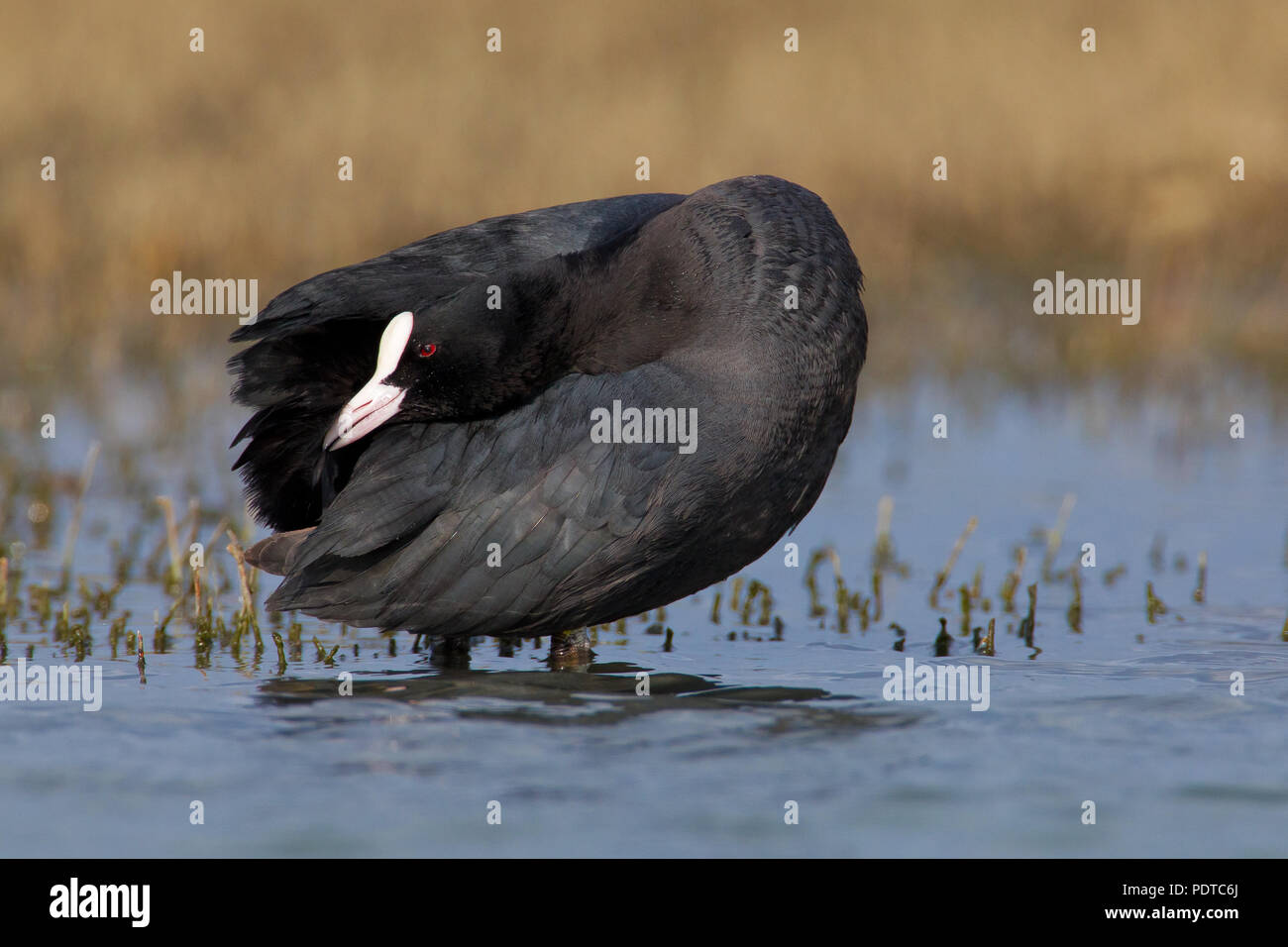Preening coot hi-res stock photography and images - Alamy