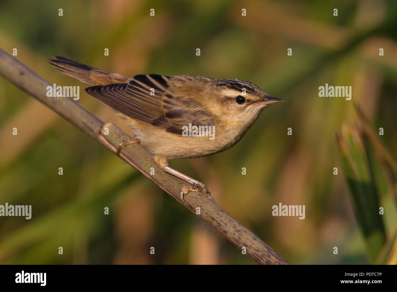 Warble hi-res stock photography and images - Alamy