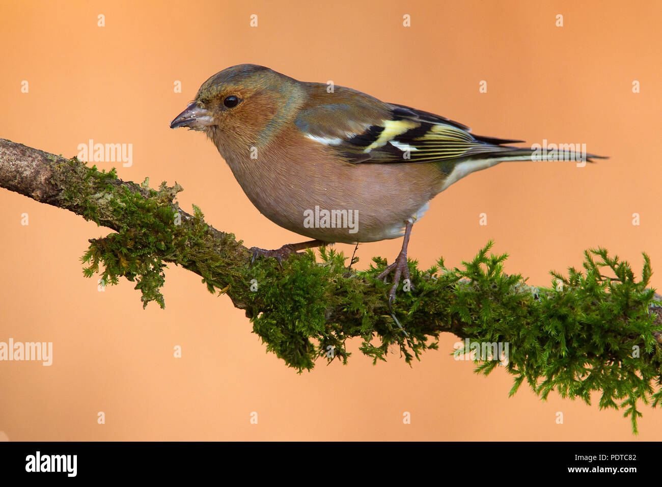 Eurasian Chaffinch High Resolution Stock Photography and Images - Alamy