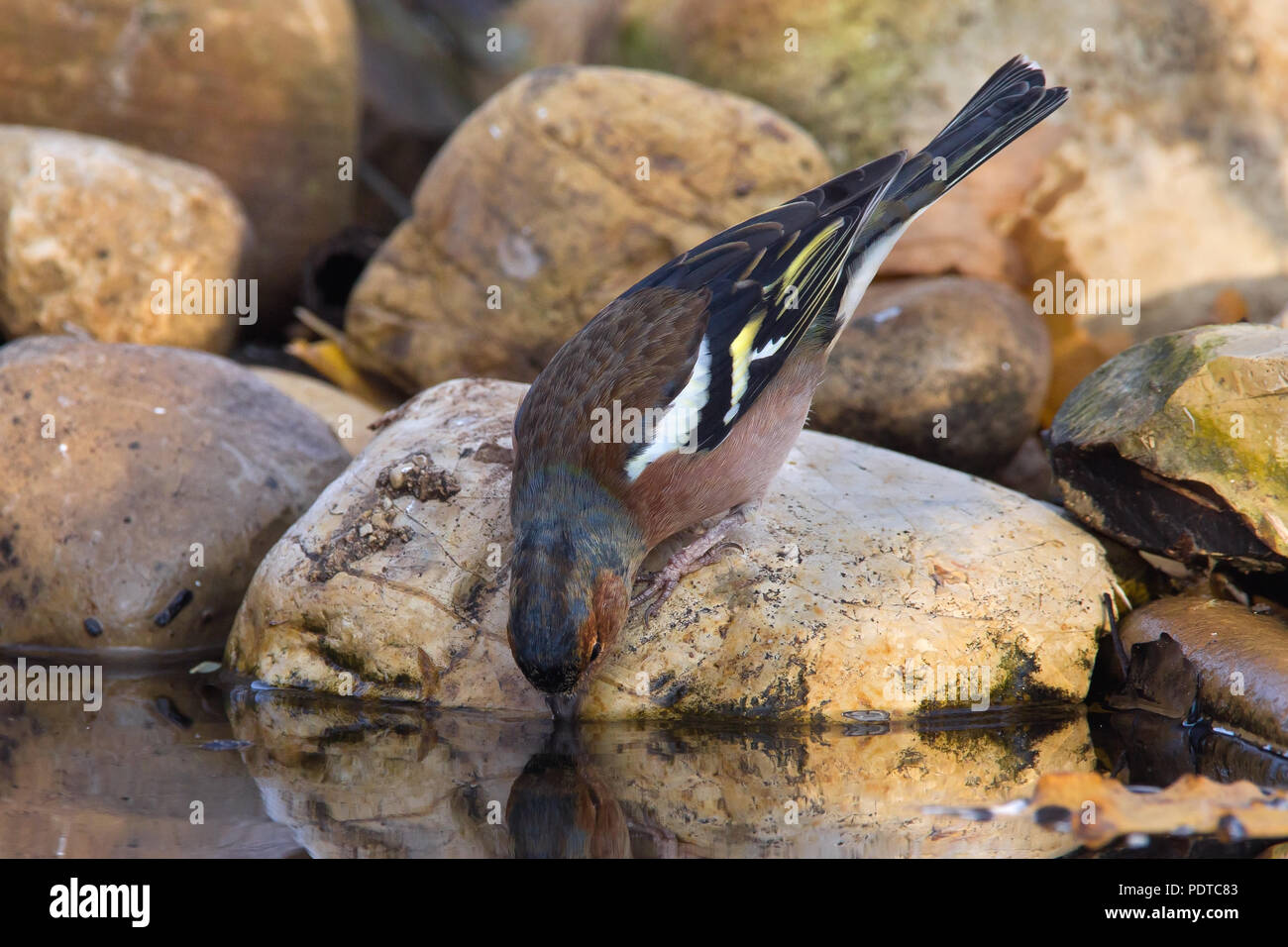 Eurasian Chaffinch High Resolution Stock Photography and Images - Alamy