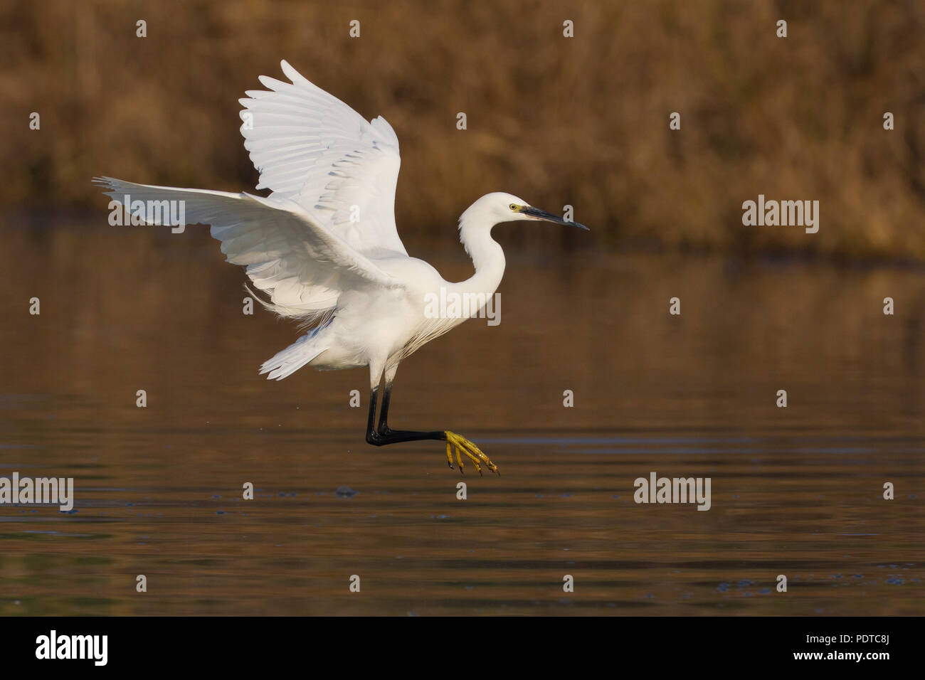 Little Egret landing in water Stock Photo - Alamy