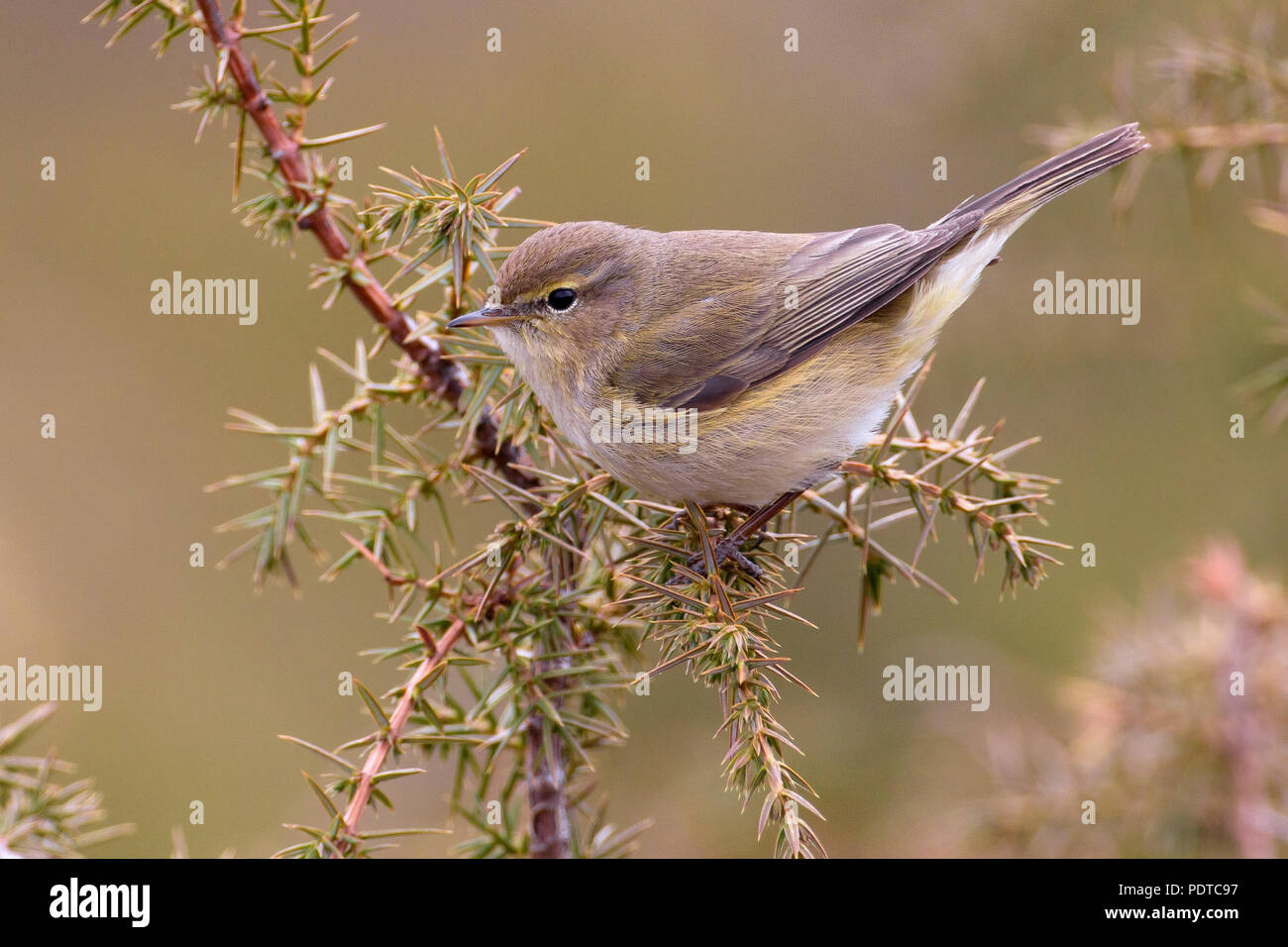 Chiffchaff on branch Stock Photo - Alamy