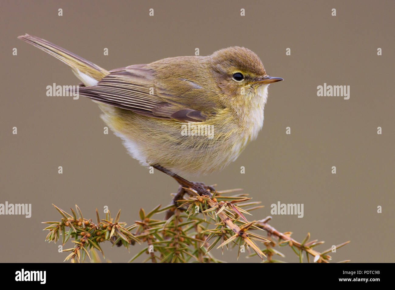 Chiffchaff on branch Stock Photo - Alamy