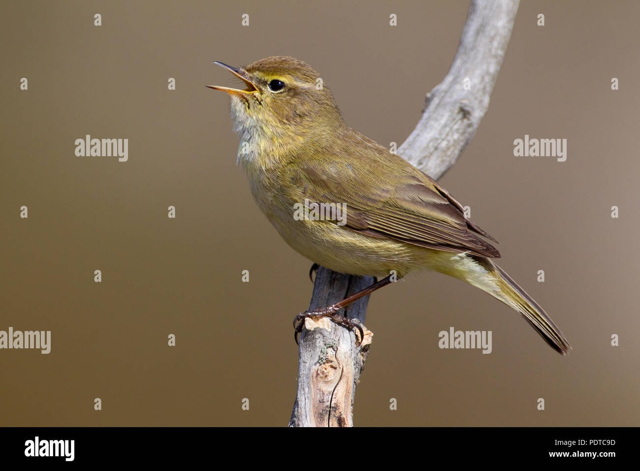 Chiffchaff singing from a branch Stock Photo - Alamy