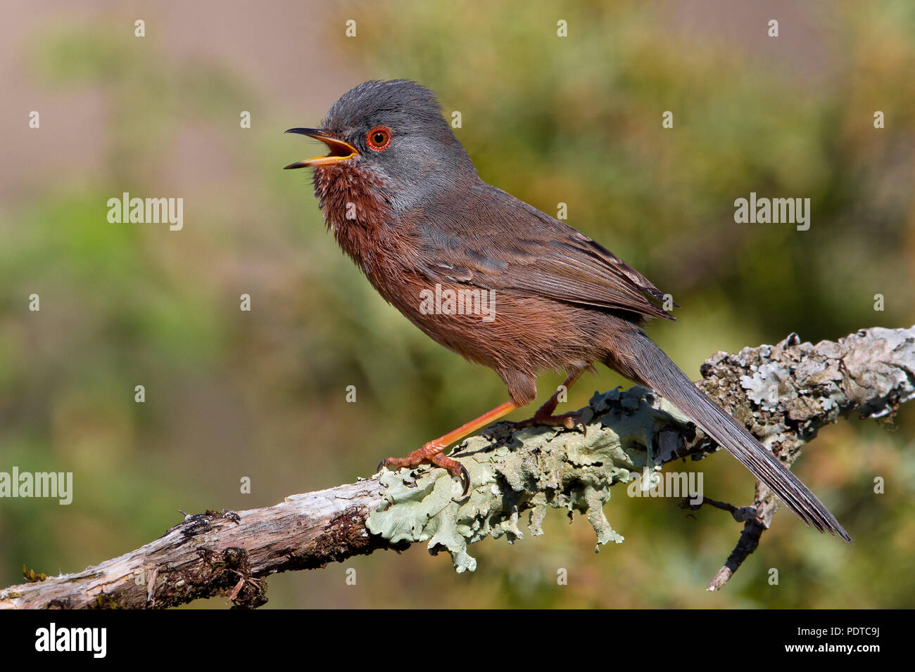 Singing on branch hi-res stock photography and images - Alamy