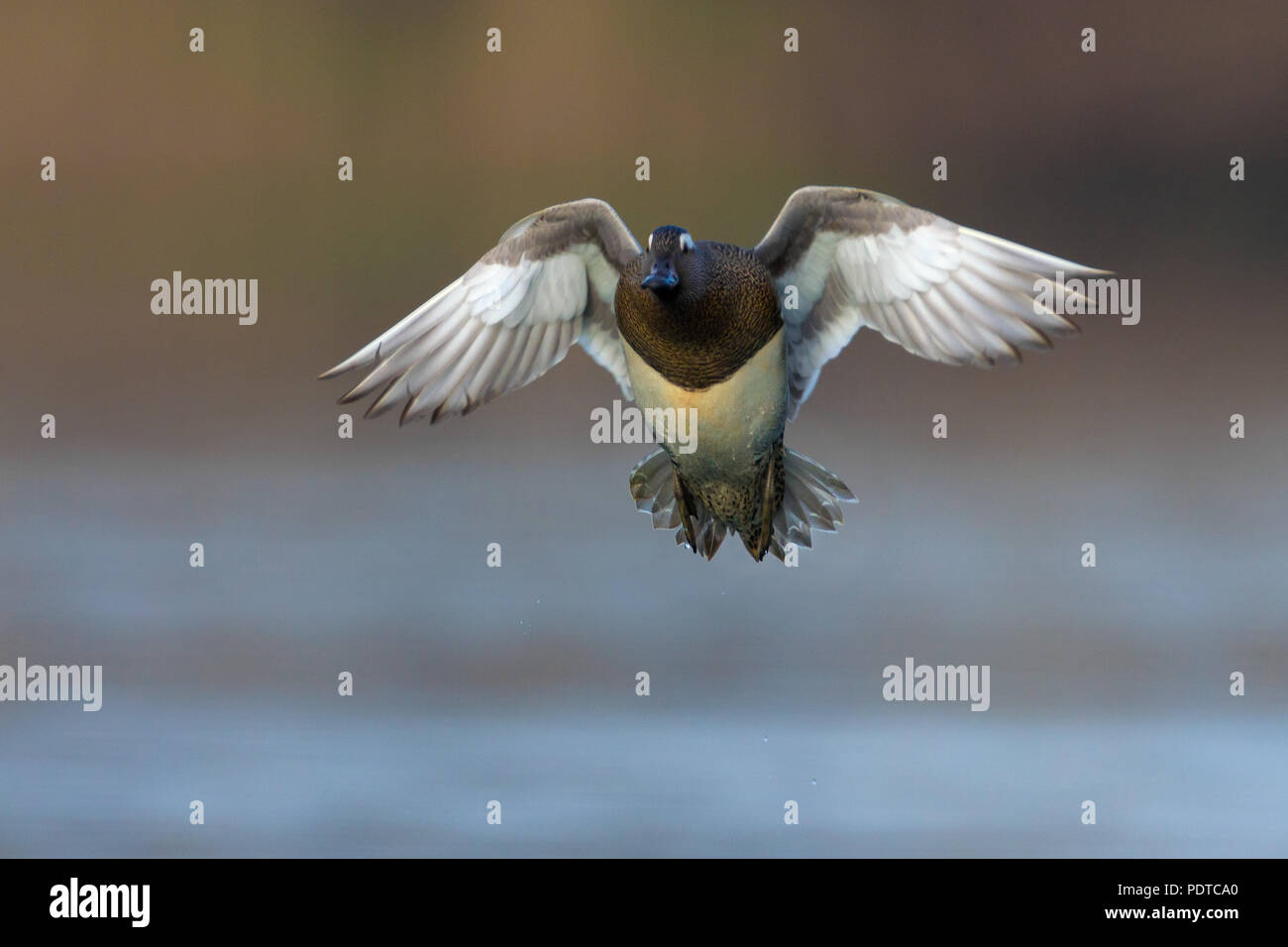 Male Garganey landing Stock Photo - Alamy