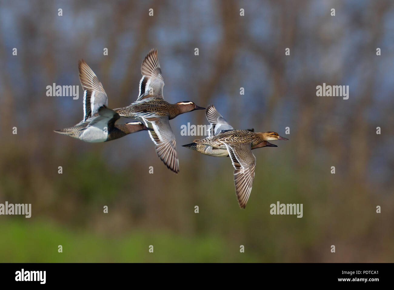 Flying creature hi-res stock photography and images - Alamy