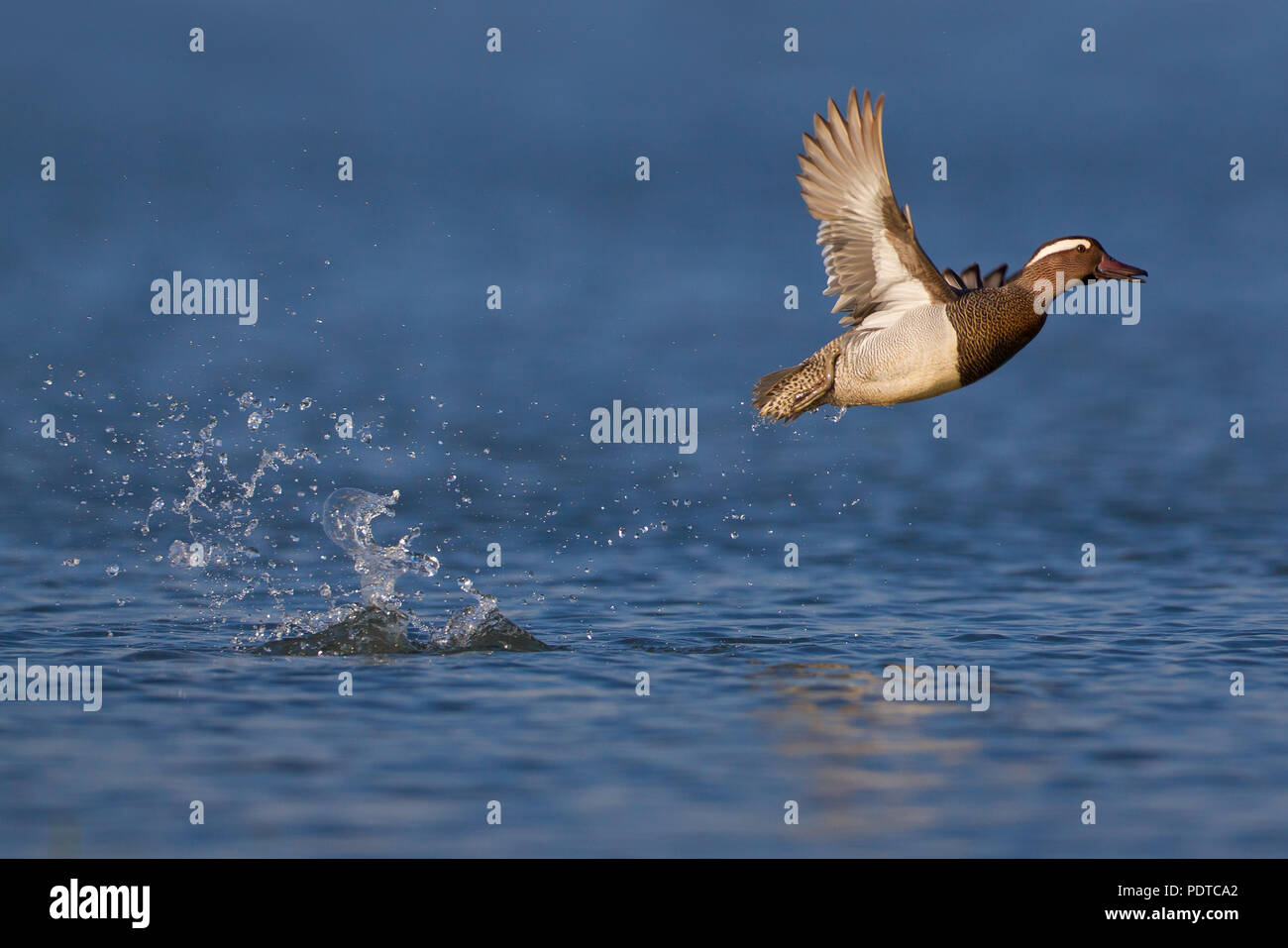 Male Garganey taking off from the water Stock Photo - Alamy