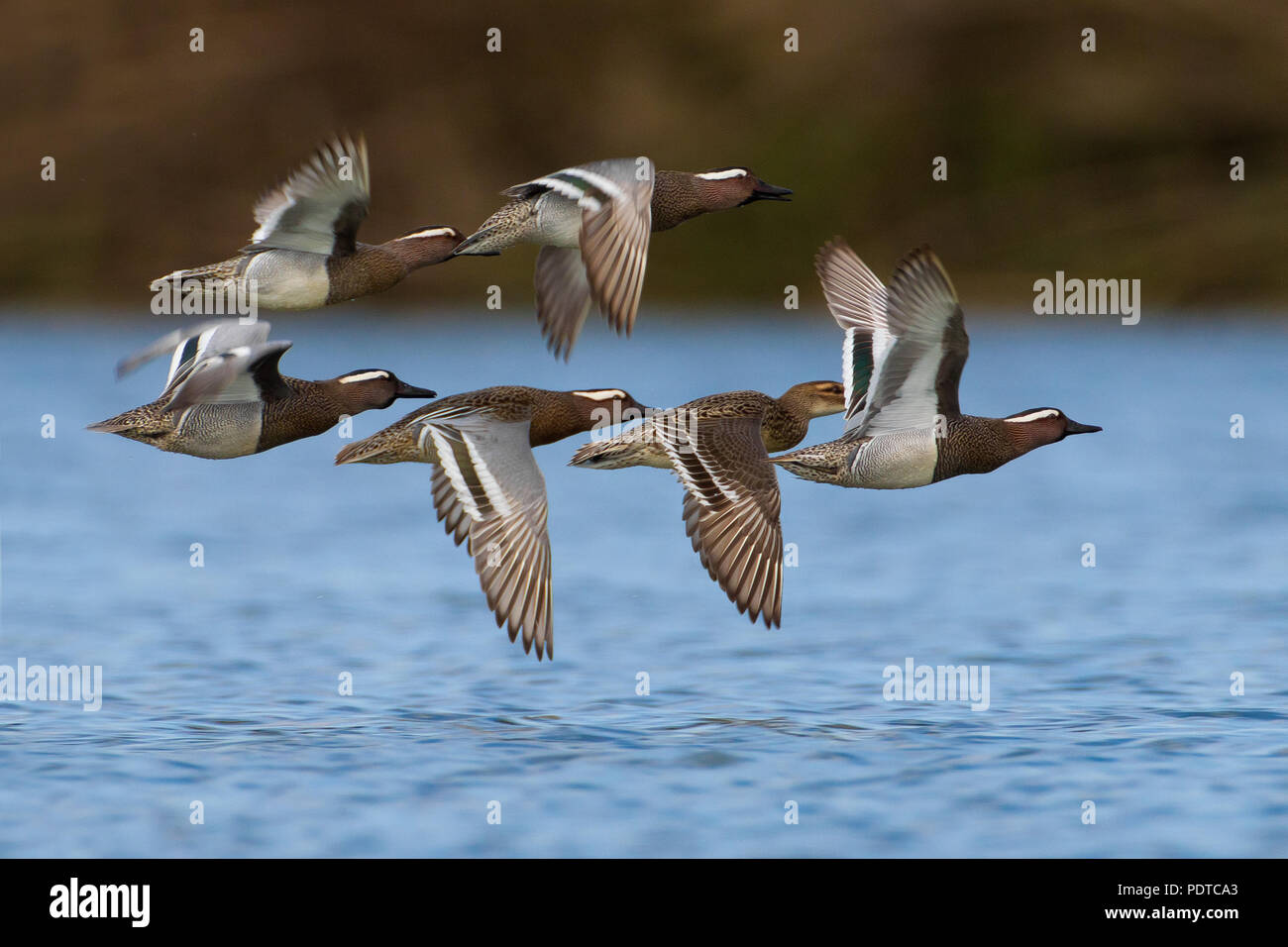 Garganey High Resolution Stock Photography and Images - Alamy