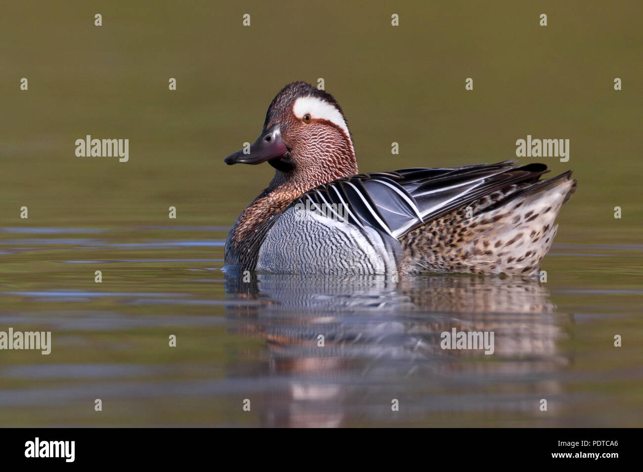 Swimming garganey hi-res stock photography and images - Alamy