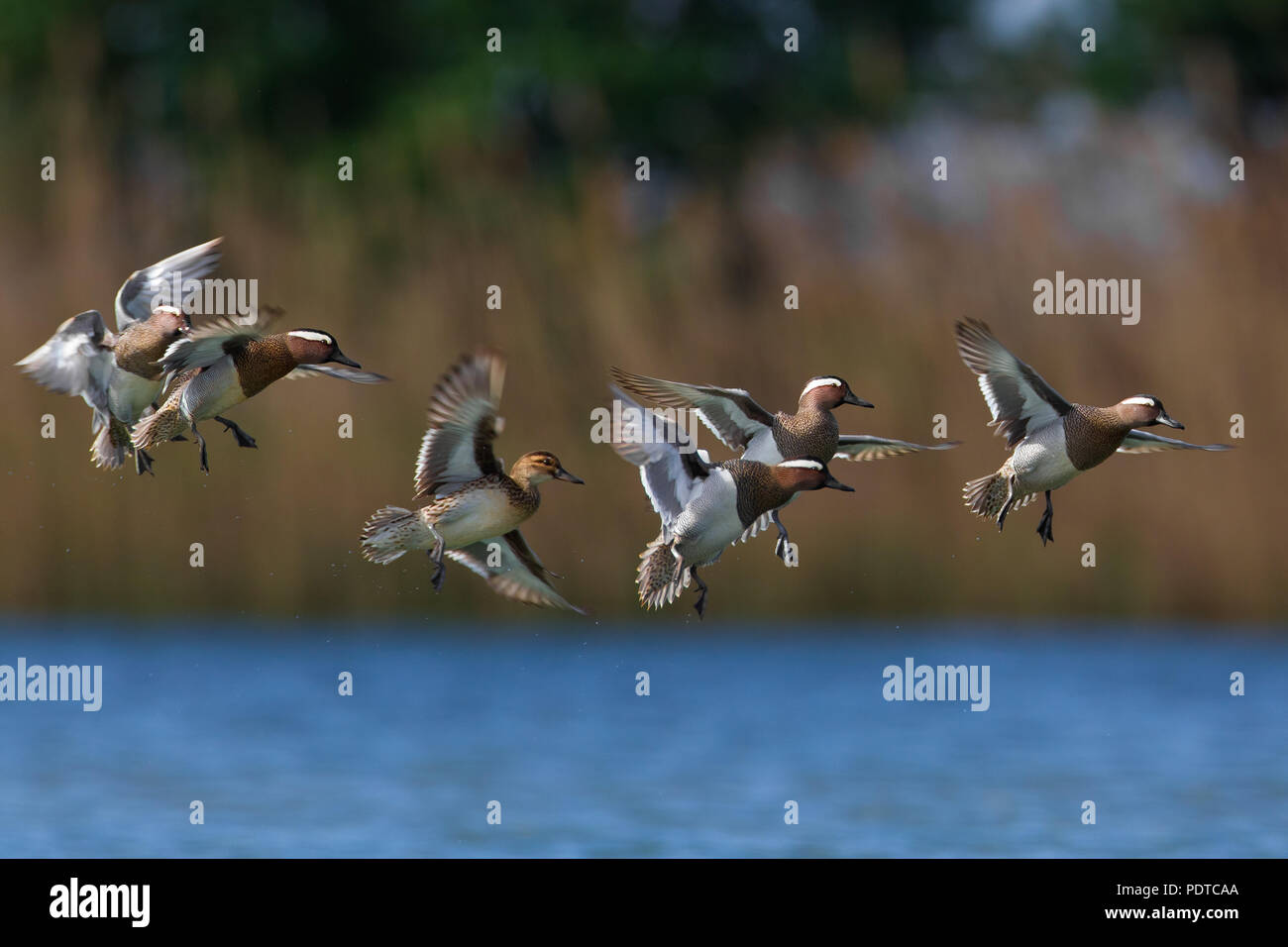 Garganey High Resolution Stock Photography and Images - Alamy