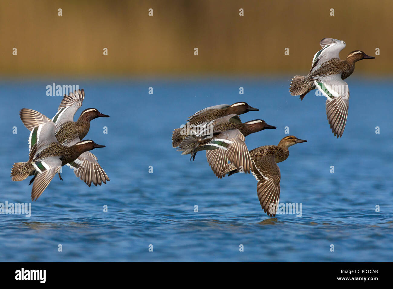 Garganey hi-res stock photography and images - Alamy